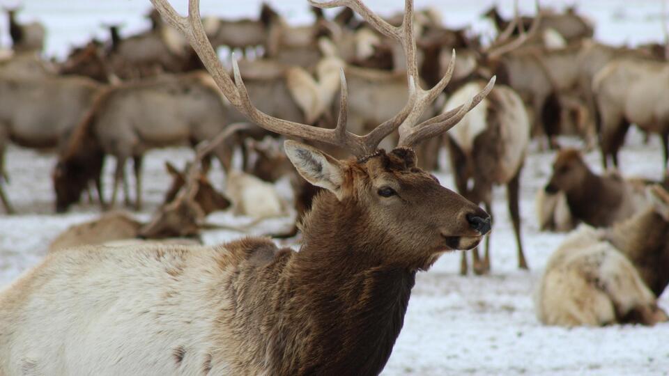 The Truth Behind the 300-Inch Bull Elk Myth - NewsBreak