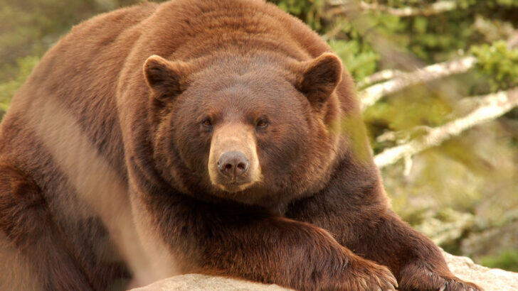 Which Bear Spirit Animal Matches Famous U.S. Celebrities? - NewsBreak