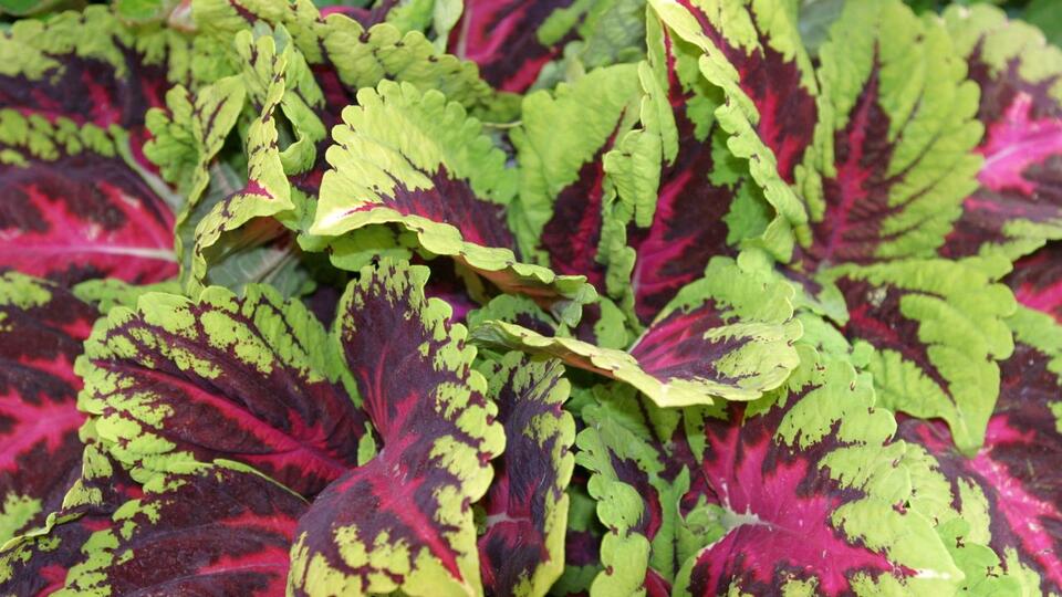 Don't Lose Fantastic Foliage Plants to Frost – Here are 2 Ways to ...
