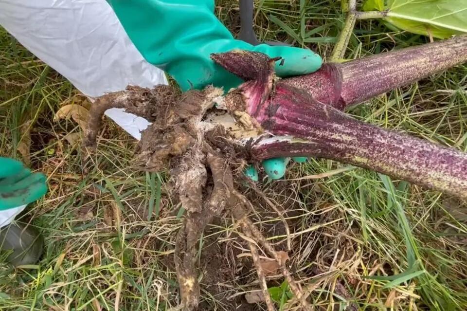 How to Safely Remove One of New York’s Most Dangerous and Invasive ...