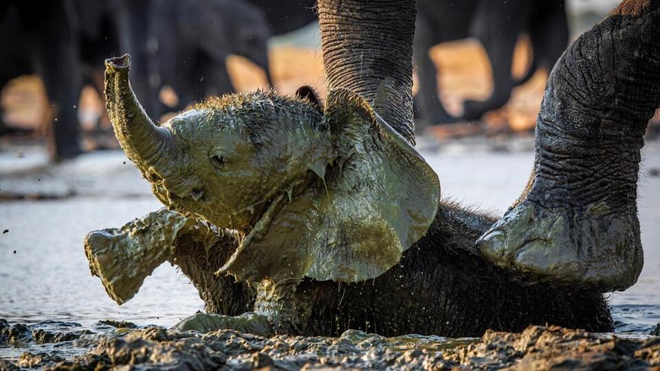 Baby Elephant Having a ‘Pool Party’ in a Puddle Is Total Cuteness ...