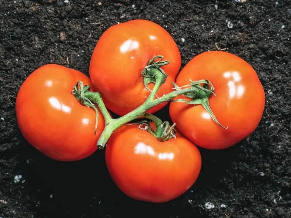 Space tomatoes are ready for an unprecedented mission