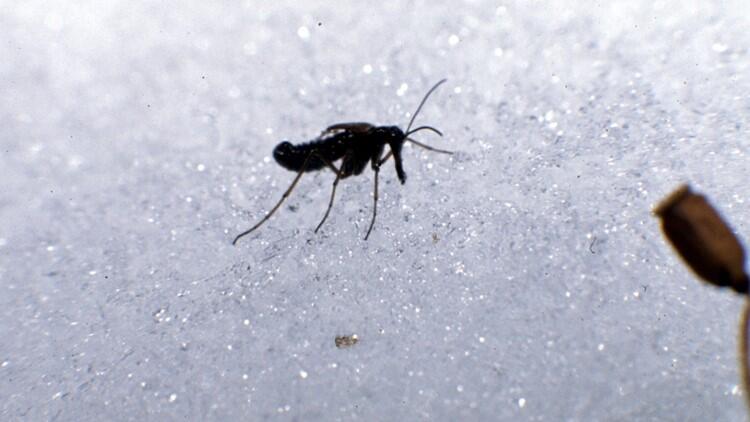 What are snow fleas? Why tiny black bugs show up on snowy days - NewsBreak