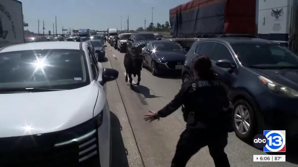 Watch: Owners of escaped highway cattle in Texas say one steer is still ...