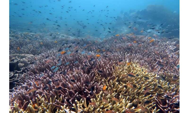 Why some reefs recover faster than others—mathematical model spotlights ...