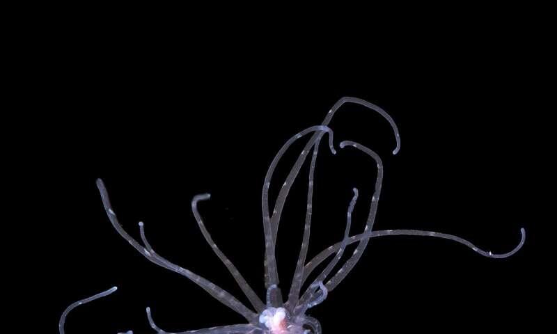 Epigenetic changes can be inherited without changing DNA in animals ...