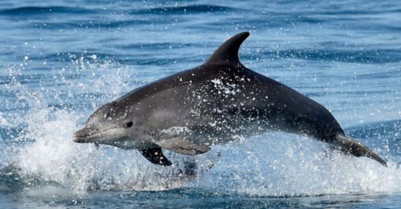 Dolphin Eats Eight Venomous Sea Snakes In Video Captured By GoPro ...