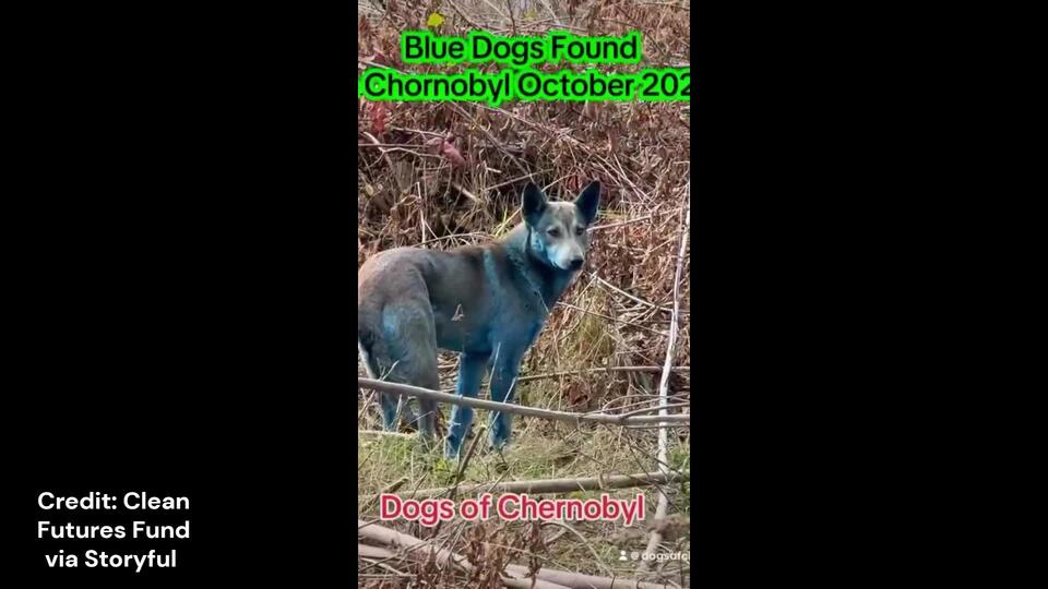 Watch: ‘Blue dogs’ seen roaming Chernobyl exclusion zone - NewsBreak