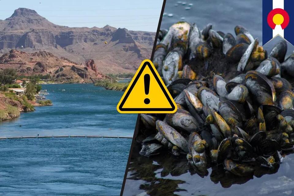 Colorado May Need Federal Grant to Fight Zebra Mussel Invasion - NewsBreak