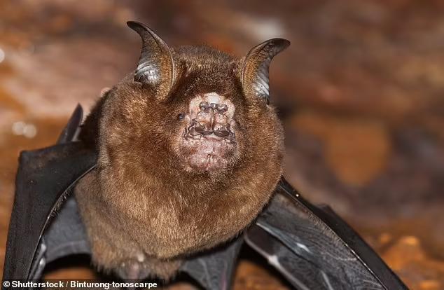 Chinese scientists find NEW virus in bats... and claim mutation proves ...