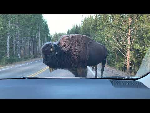 “Oh My God” – Massive Bison Charges Full Speed At Tourists’ Car In ...