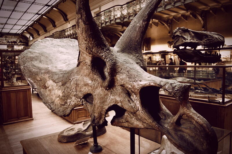 Triceratops horridus: The Iconic Horned Dinosaur of North America ...