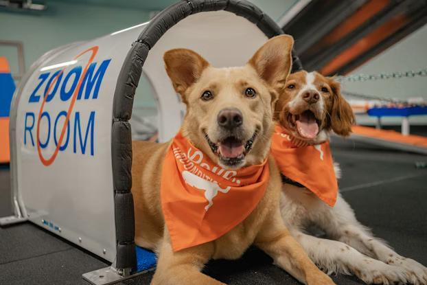 How Dog Training Disruptor Zoom Room Became One of the Fastest-Growing ...