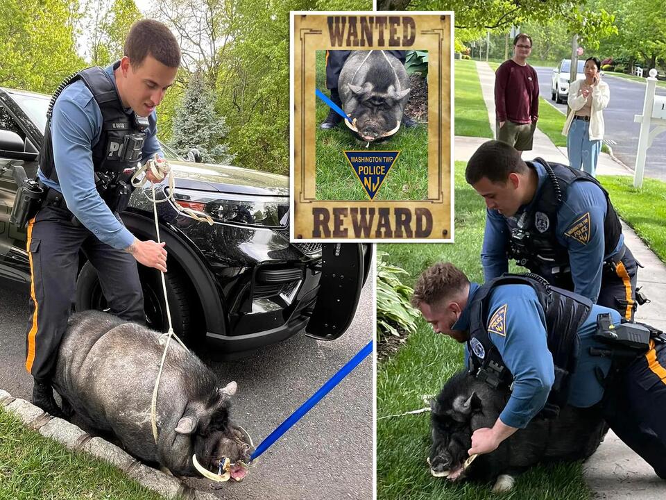 NJ cops wrangle runaway 200-pound pig named Pumba