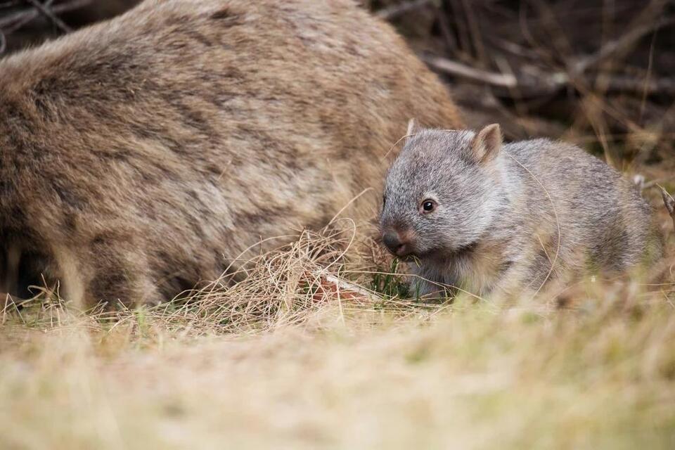 Influencer’s theft of baby wombat from mother sparks fury - NewsBreak