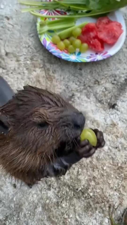 I miss Beave Follow Beaver daily Credit beaverbabyfurrylove Tiktok Dm ...