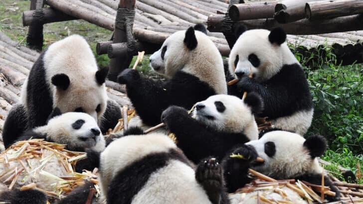 Where to See Giant Pandas Outside of Captivity - NewsBreak