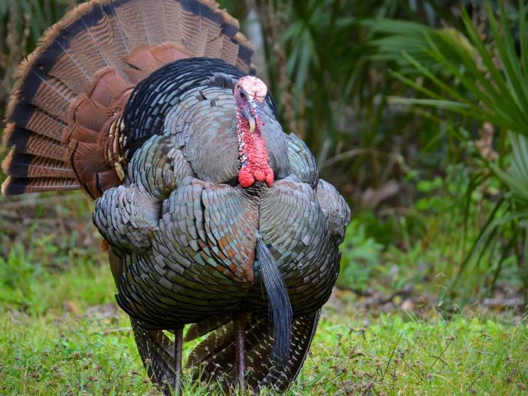 FWC Files Felony Charges Against 4 Osceola Wild Turkey Scammers