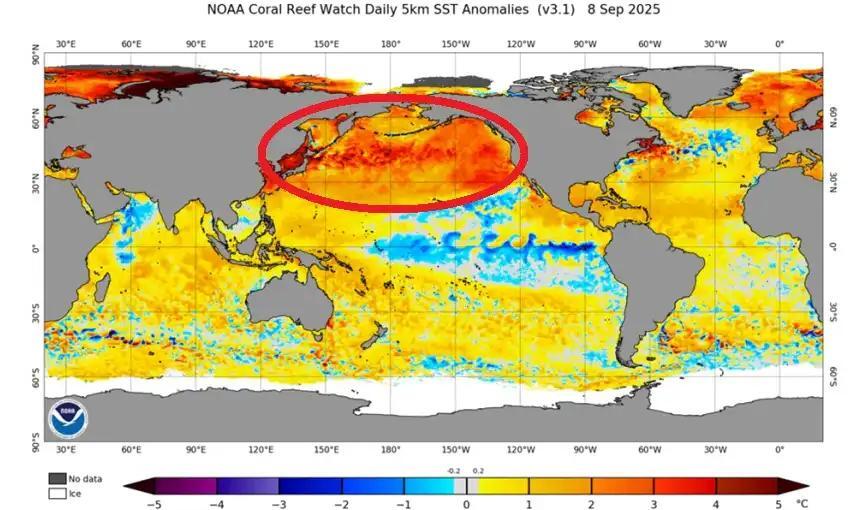 Could the record "warm blob" Pacific Ocean heat wave bring a rigorous ...