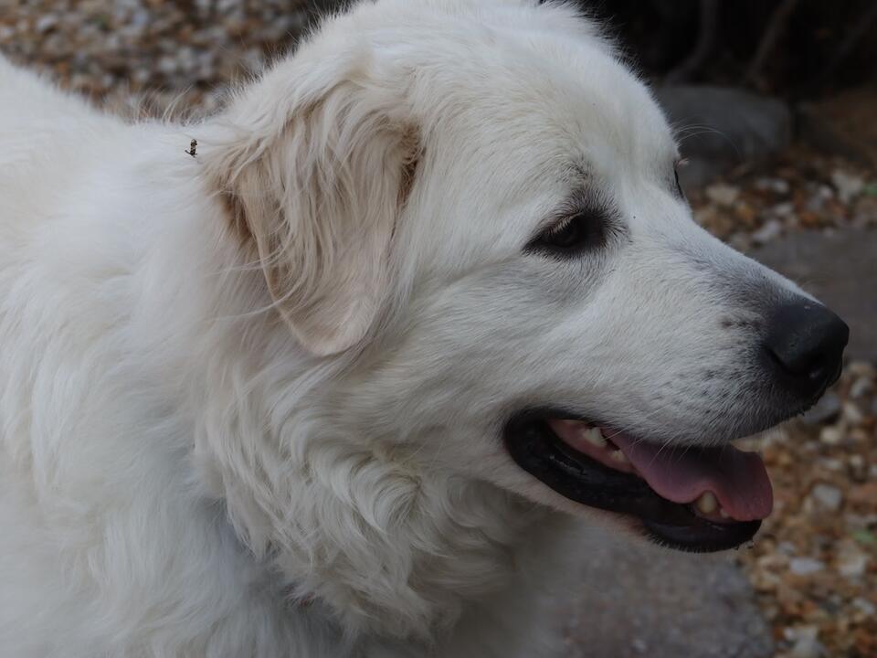 Great Pyrenees Teaches Husky BFF Sharing Is Caring—Unless It’s Dad