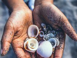 Why You Shouldn't Take Seashells From Beaches
