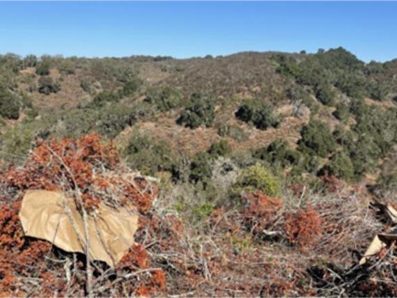 Controlled Pile Burns at Stanford's Jasper Ridge to Bolster Wildfire ...