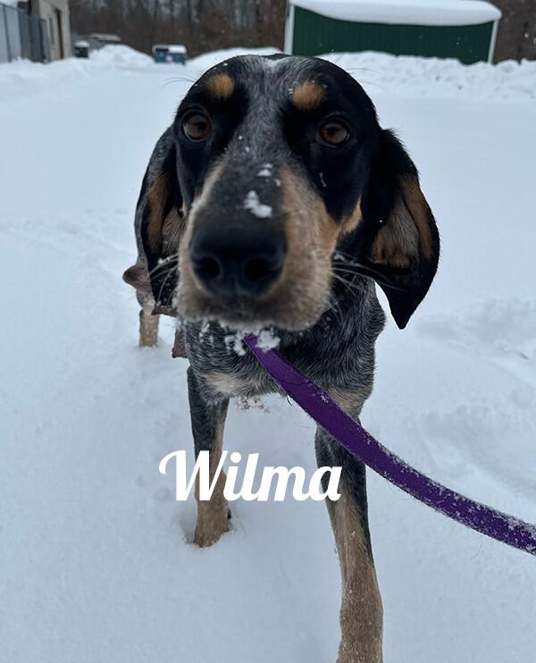 These Manistee, MI based Dogs are the latest up for adoption and in ...