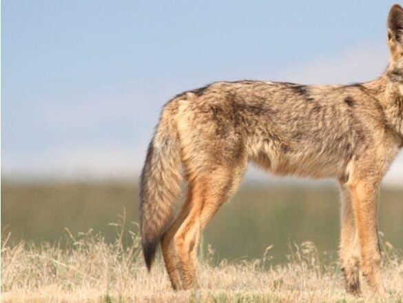 Coyote Tails: What They Look Like