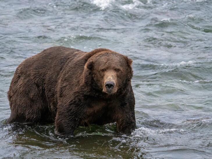 Weekend humor from Celia Rivenbark: Young women and the “man or bear ...