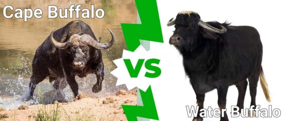 Cape Buffalo vs Water Buffalo: What Are the Differences? - NewsBreak