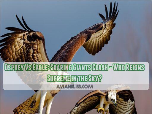 Osprey Vs Eagle: Soaring Giants Clash – Who Reigns Supreme in the Sky ...