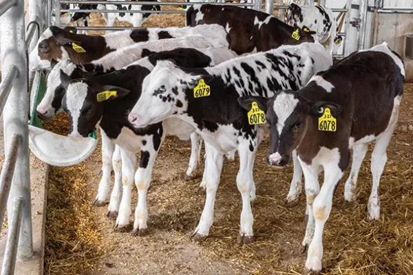 Dairy Heifer Inventories Not Expected To Rebound Until 2027 - NewsBreak