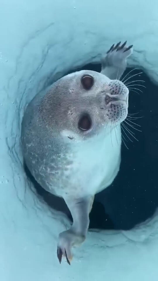 Seal pops up to say hello what do you say back seal sealtok sealife ...