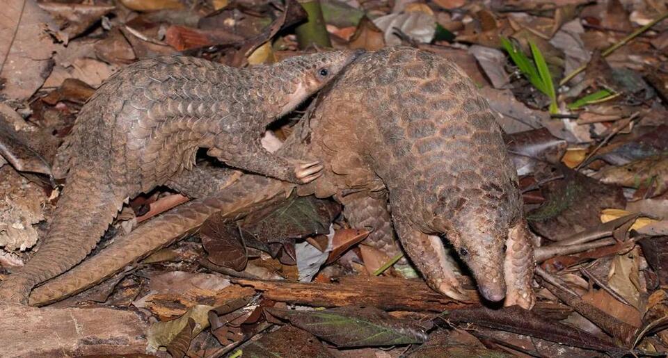 Researchers Discover New Lineage of Critically Endangered Sunda ...