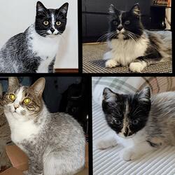 Striking “Salty Licorice” Cats Are The Result Of A Unique Mutation ...