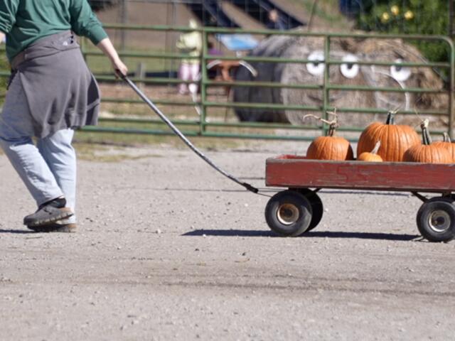 Cooler Weather Boosts Local Turnout for Fall Farm Activities in ...
