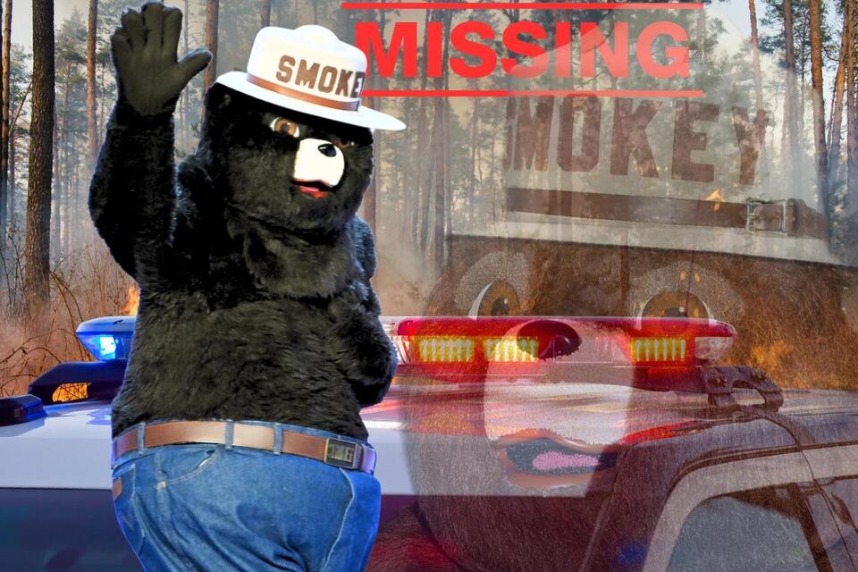 Someone Kidnapped the Most Famous Bear in America, and Police Need Your ...