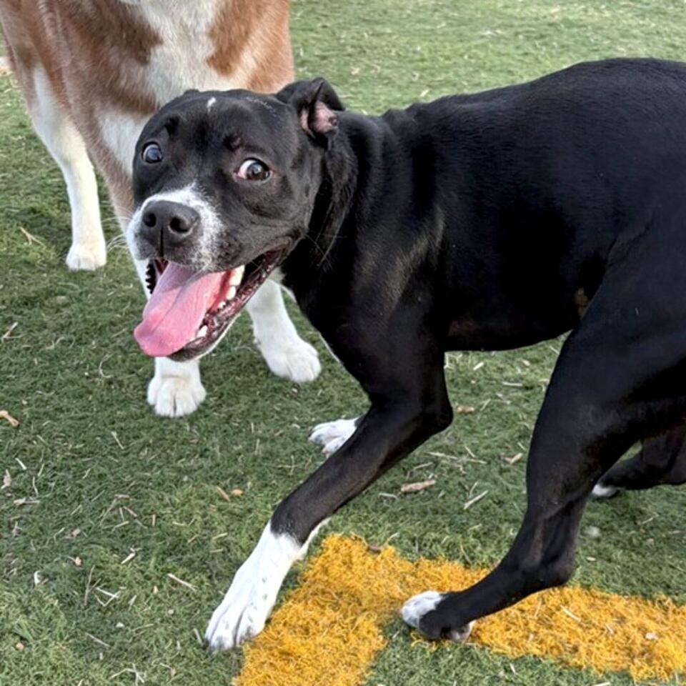 Velveeta the Dog Available for Adoption - NewsBreak