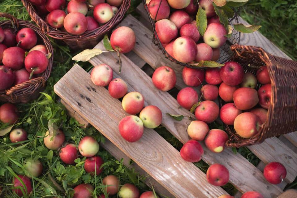 Apple Picking in Florida: The Best Orchards and Farms - NewsBreak