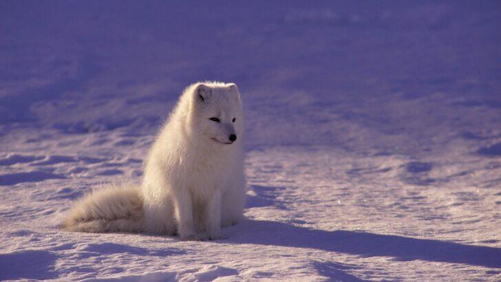 The Meaning of the Fox Spirit Animal Cleverness and Adaptability ...