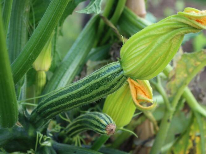 16 Types of Zucchini You Should Be Growing in Your Garden