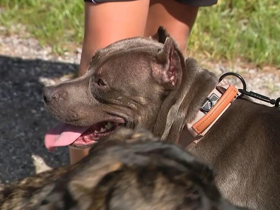 Florida dog beaten with chain leash adopted by new family: 'She’s ...