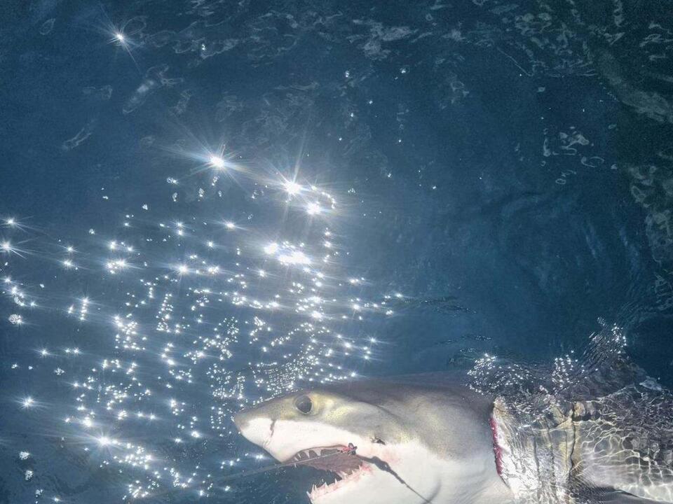 Fisherman has rare encounter with great white shark off N.J. coast