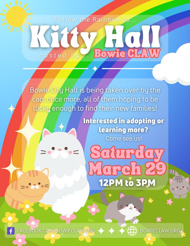 Come Meet Adoptable Cats & Kittens at Kitty Hall on March 29 - NewsBreak