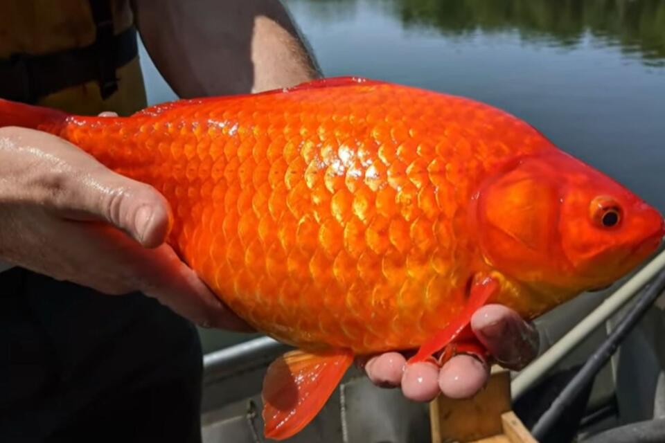 These 9 Fish Don't Belong in Minnesota... Yet Here They Are - NewsBreak