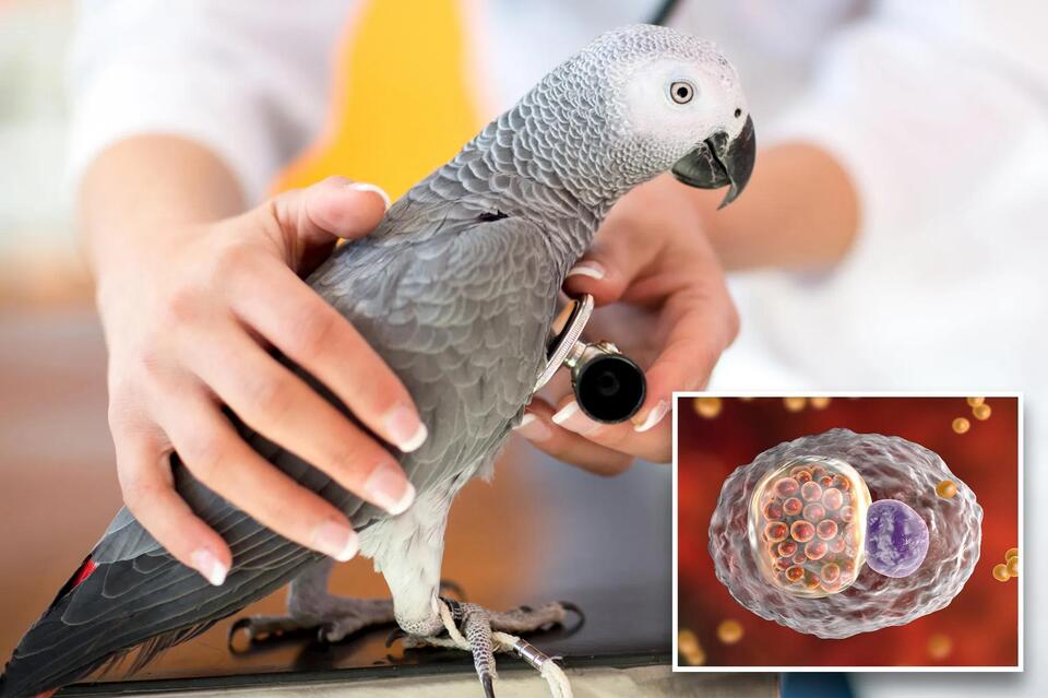 5 dead, dozens hospitalized as ‘parrot fever’ surges across Europe ...