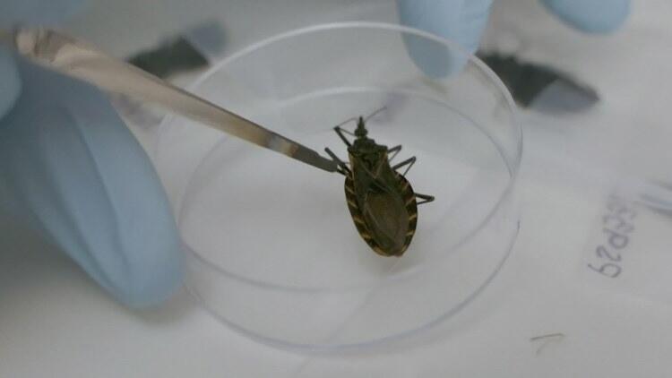 What is a kissing bug and are they common in Ohio? - NewsBreak