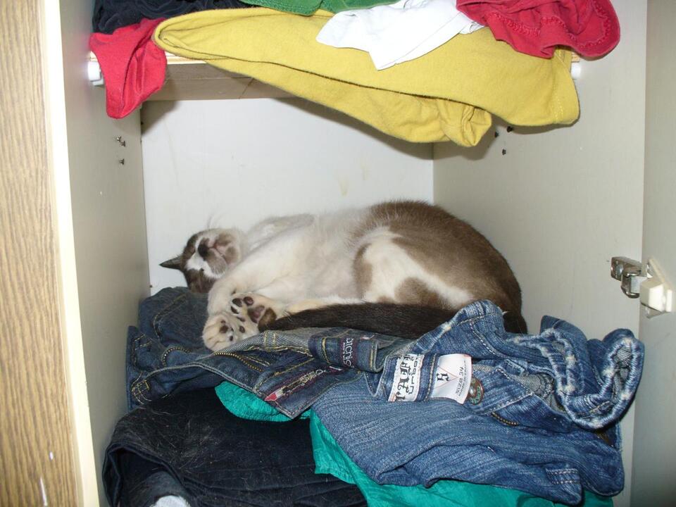 Do Cats Feel More at Home in Clutter or Clean Spaces? - NewsBreak