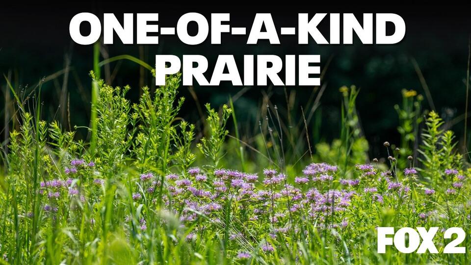 Rare Michigan Prairie: Effort to save unique land in Metro Detroit ...