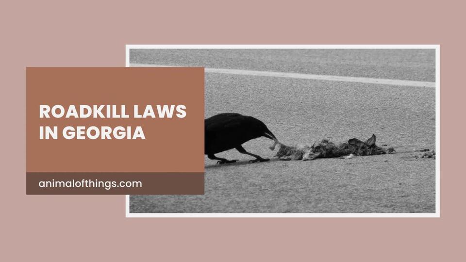 Roadkill Laws in Georgia: Legal Guidelines, Salvageable Animals, and ...